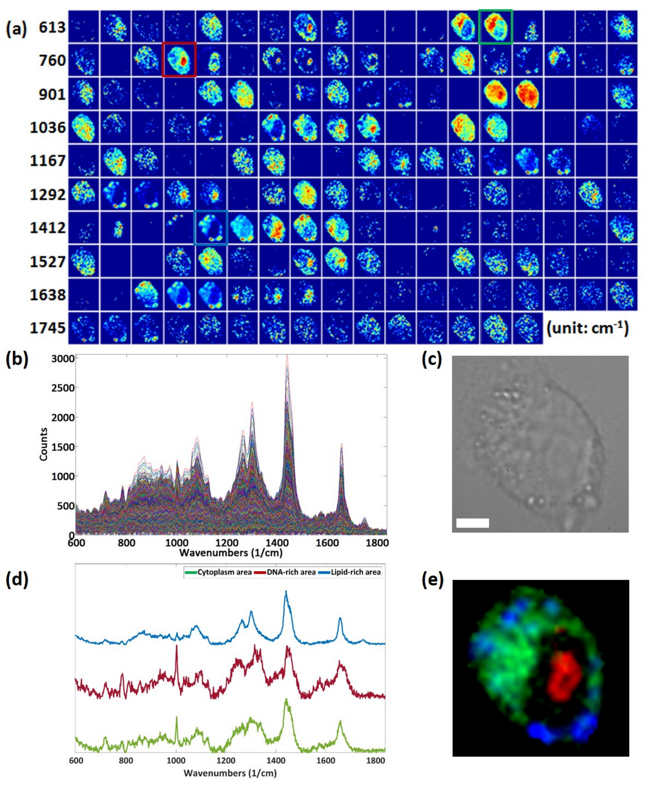 Multimodal biomedical imaging with asymmetric single-walled carbon ...