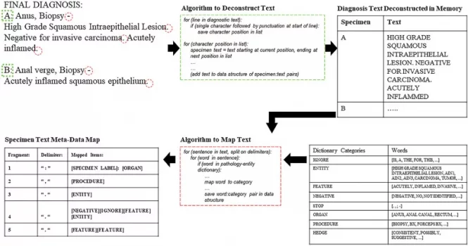 Freddy T. Nguyen, MD, PhD – Research Fellow @ Massachusetts Institute ...